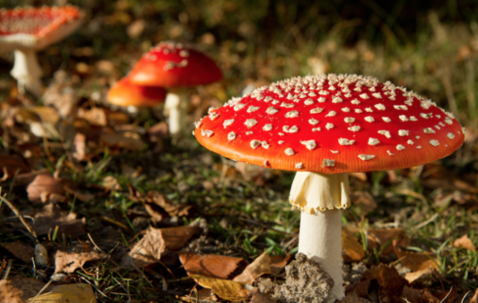 magic mushrooms | going to goa